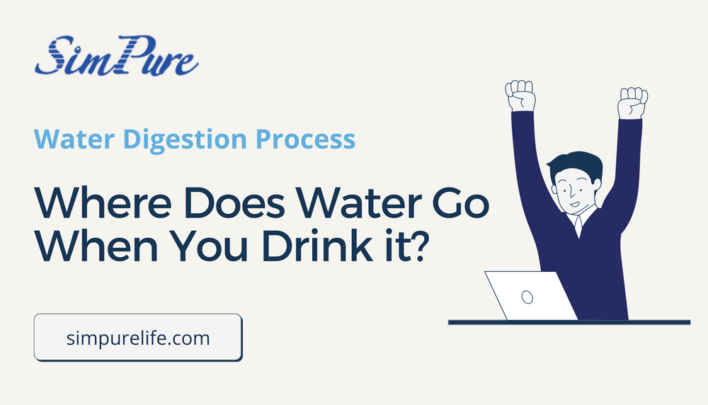 Water Digestion Process: Where Does Water Go When You Drink it?