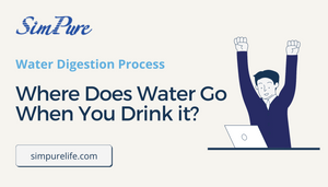 Water Digestion Process: Where Does Water Go When You Drink it?